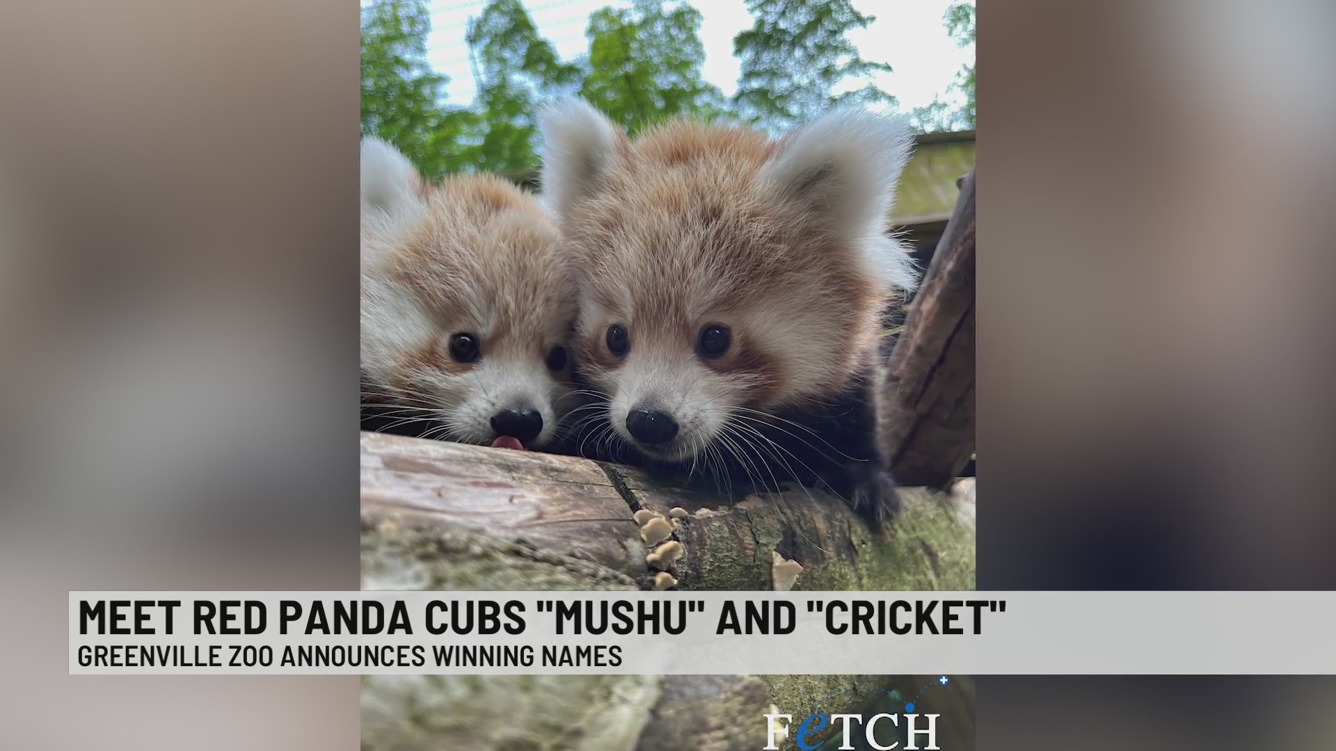 Greenville Zoo announces names of red panda cubs – WSPA 7NEWS