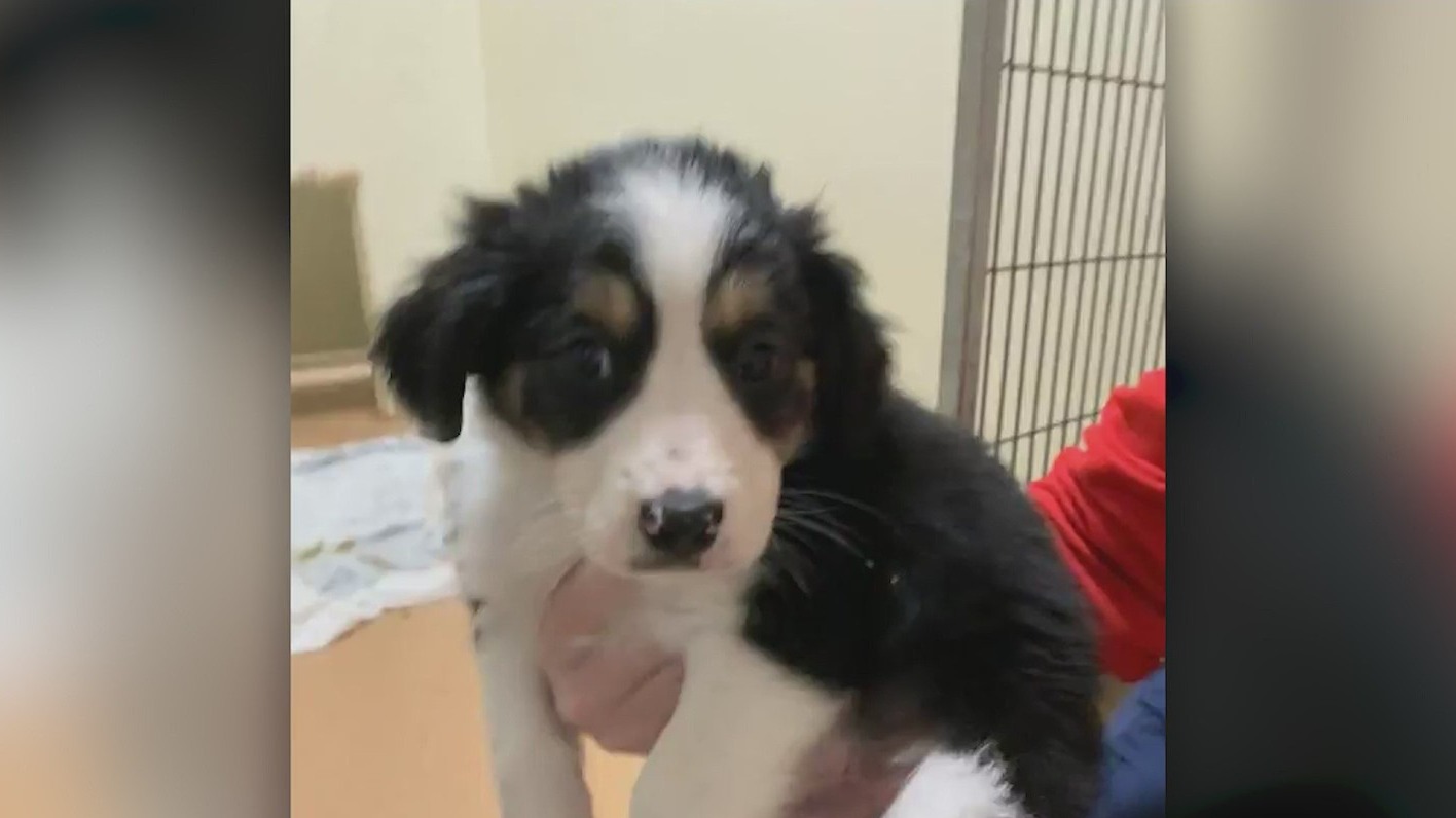 Puppies looking for their forever homes – KOIN.com