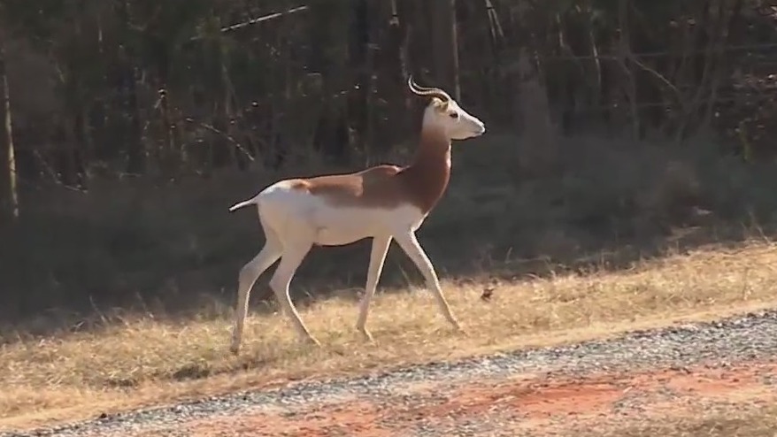 Endangered gazelle born at North Carolina Zoo – FOX8 WGHP
