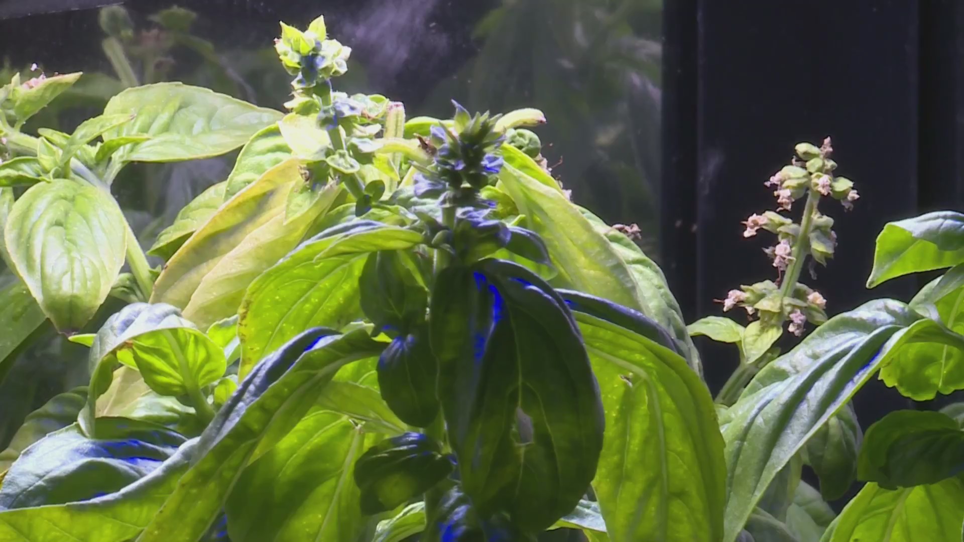 MARSfarm inspires urban farming education with classroom greenhouses ...
