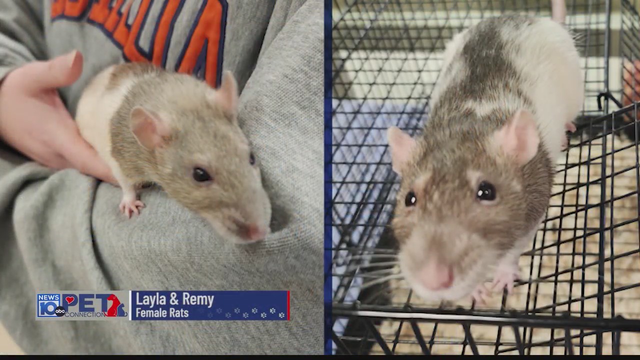 Layla and Remy – NEWS10 ABC