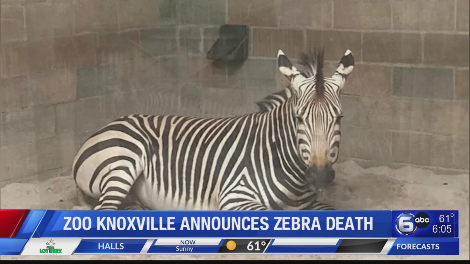 Zoo Knoxville announces Zebra death – WATE 6 On Your Side