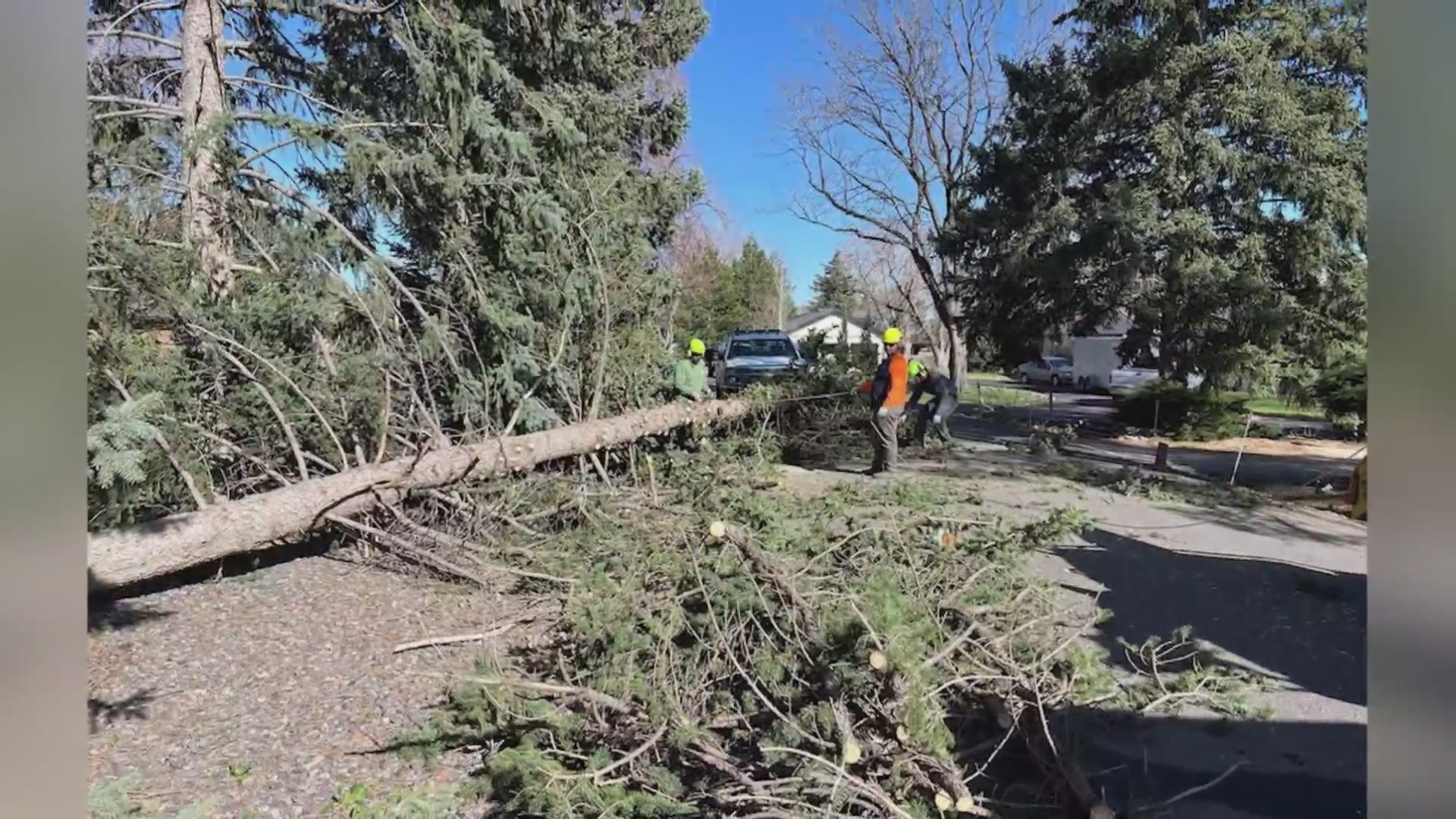 Colorado cities offer limb drop-off after windstorm – FOX31 Denver