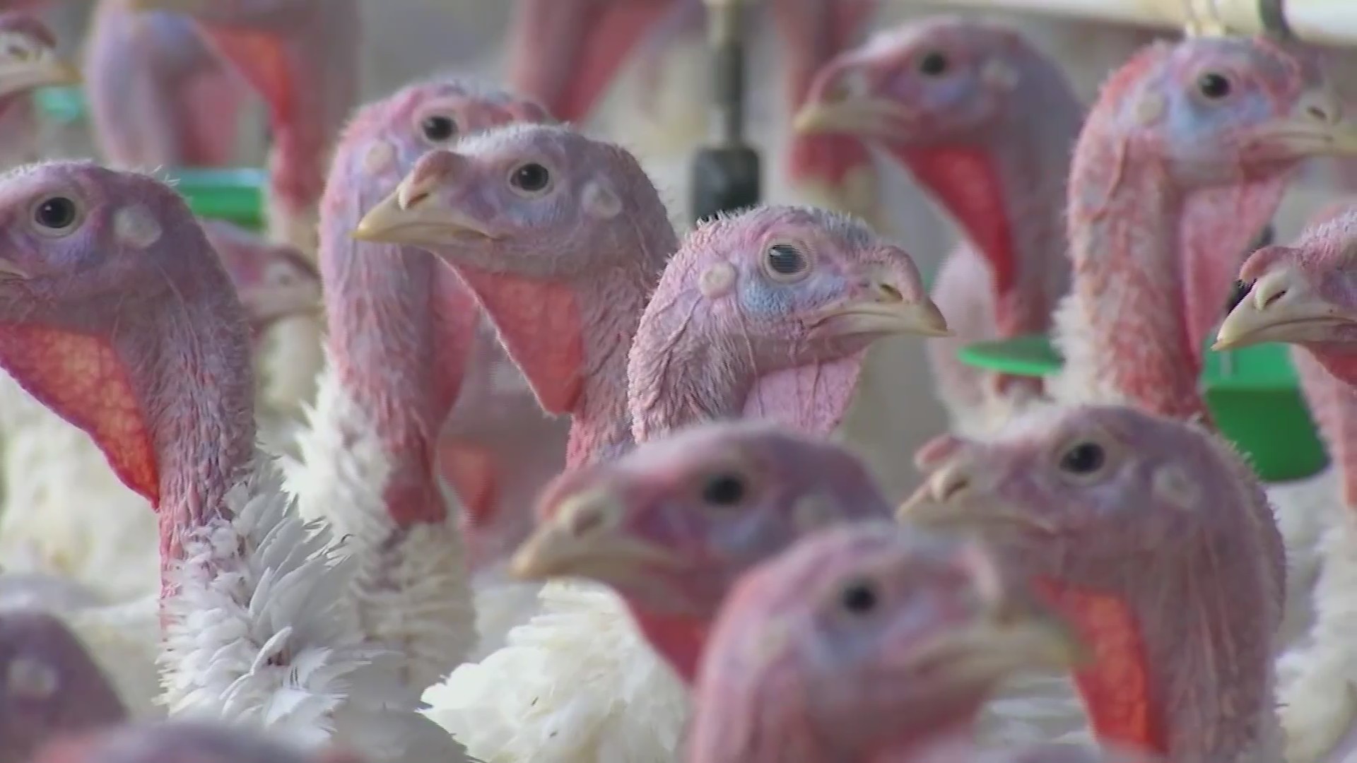 Avian influenza leads to death of 19,000 turkeys in southern Missouri ...