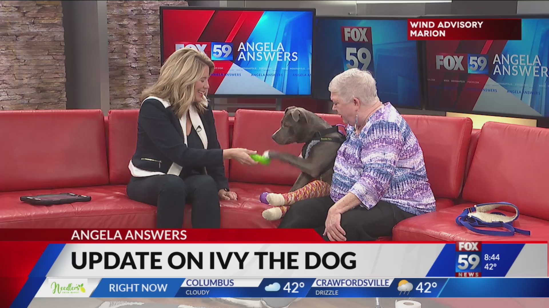 Angela Answers: A Heartwarming Update on Ivy, Dog Found with 2 Broken ...