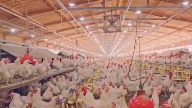 USDA: Avian flu situation in Pennsylvania is improving – ABC27