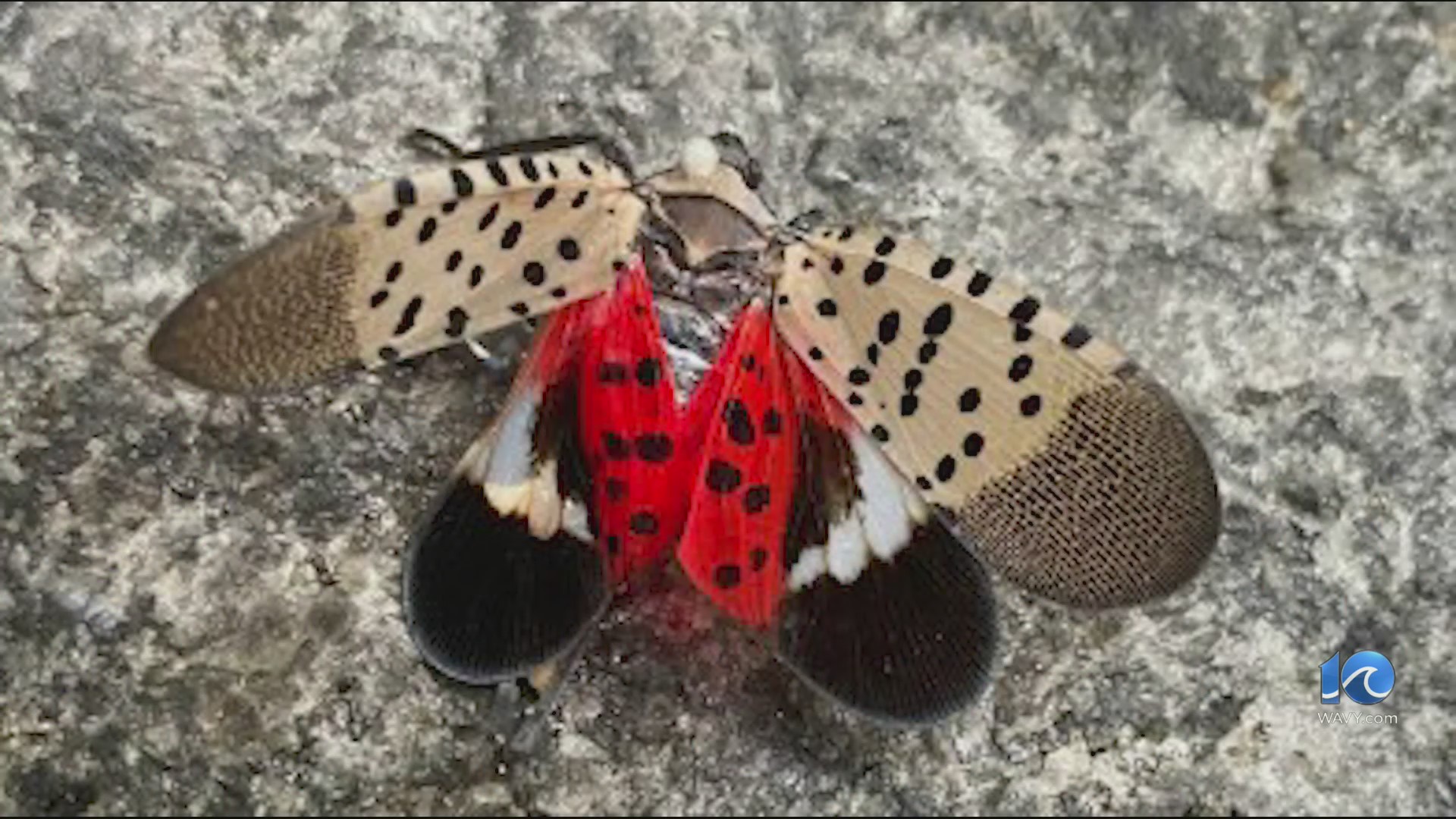 Stomp to stop the spread: Experts urge people to kill spotted ...