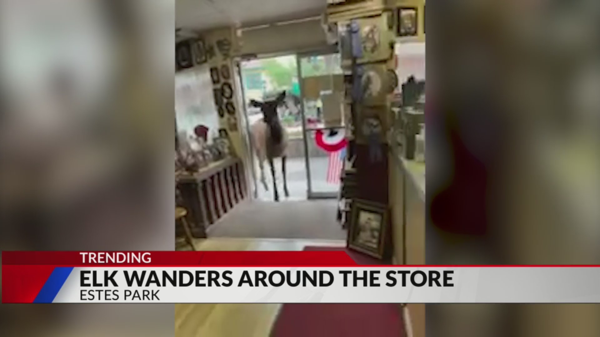 Elk looks around Estes Park store – FOX31 Denver