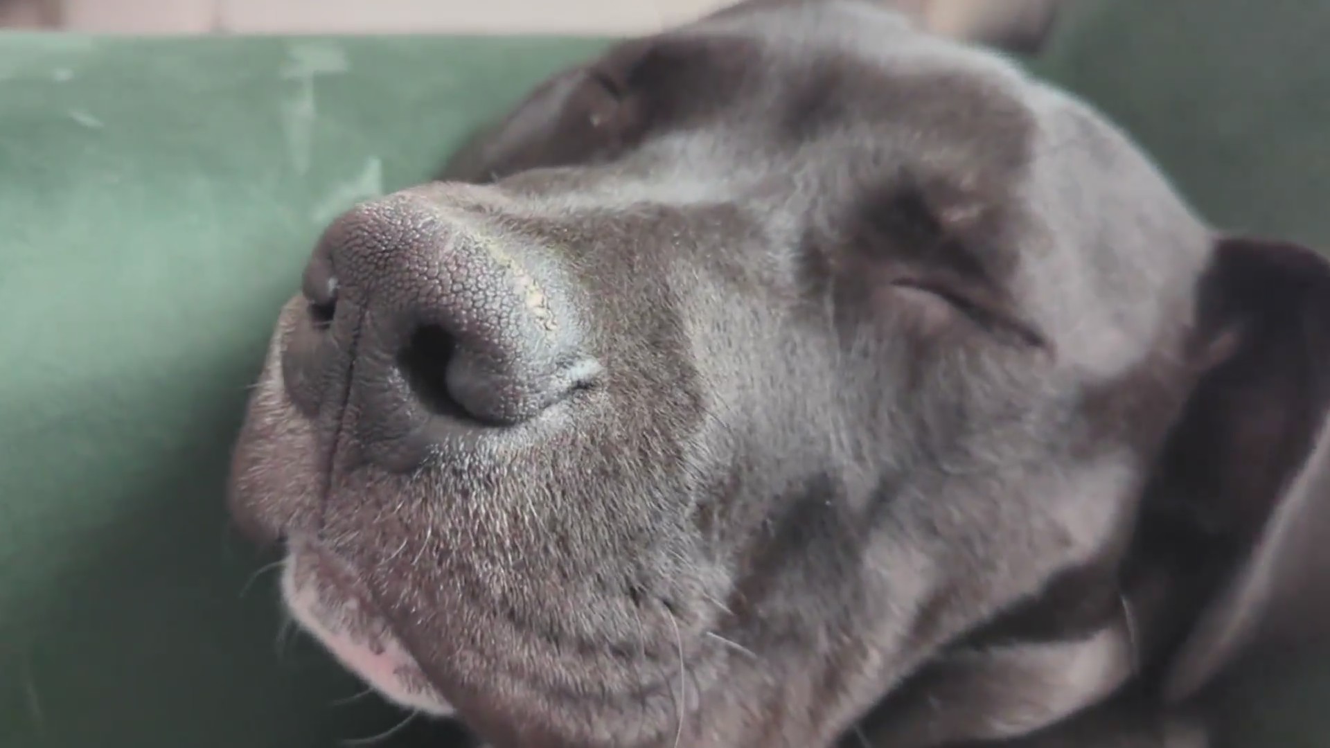 Poor air quality affects pets too – FOX31 Denver