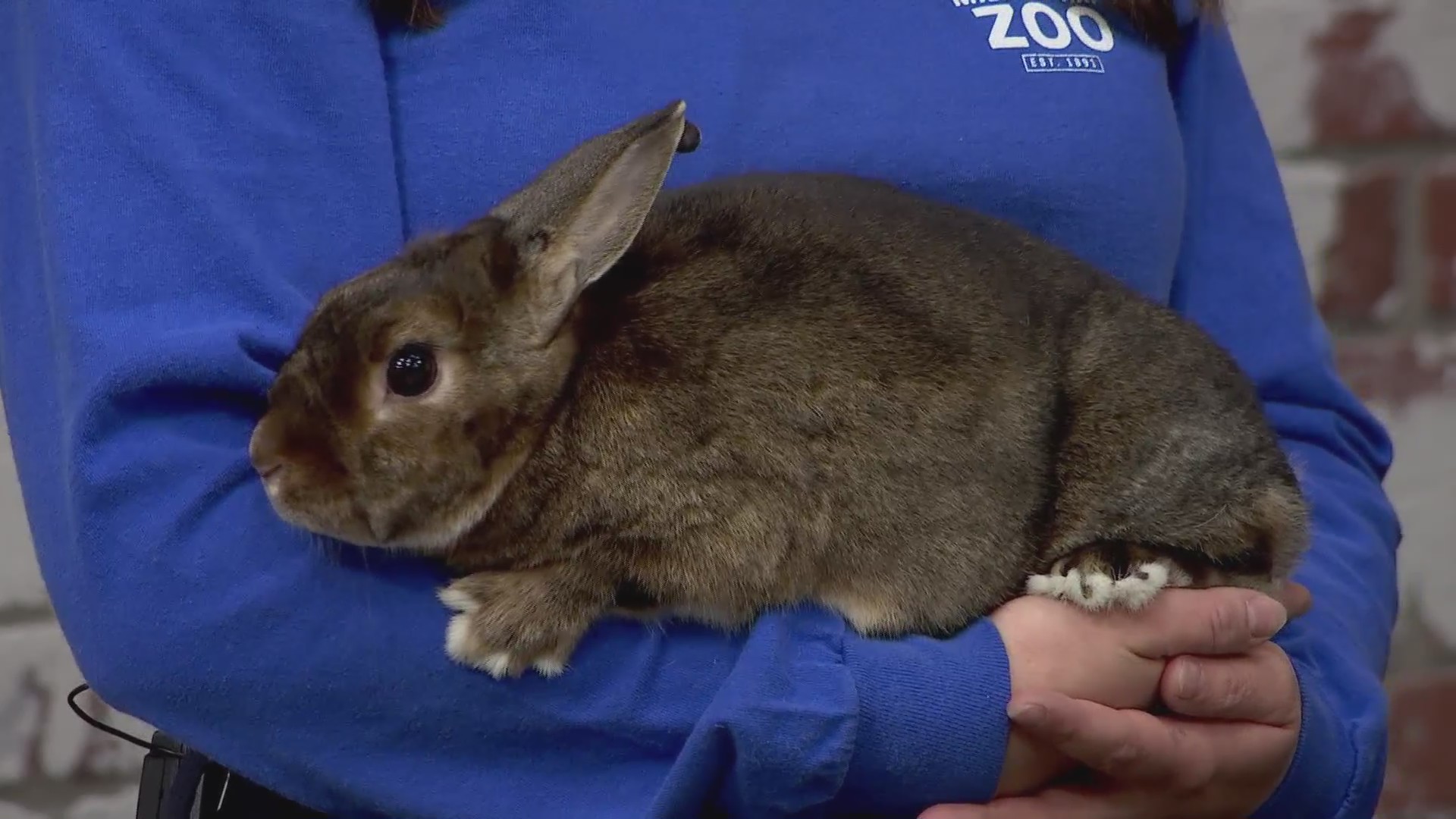 Miller Park Zoo | Meet Pickle the satin rabbit | ciLiving – WCIA.com