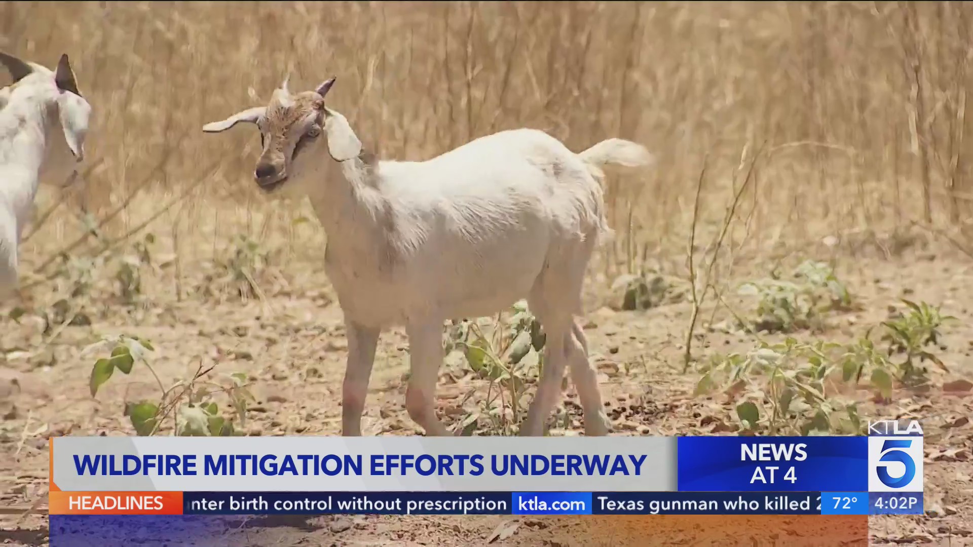 Hundreds of goats work to mitigate wildfires in Southern California – KTLA