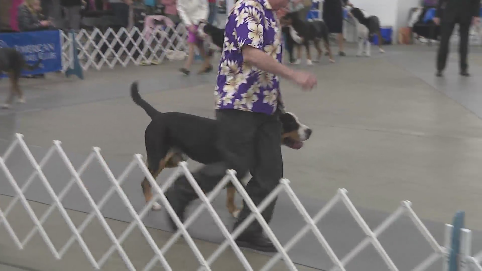 Denver dog show to run through Sunday – FOX31 Denver