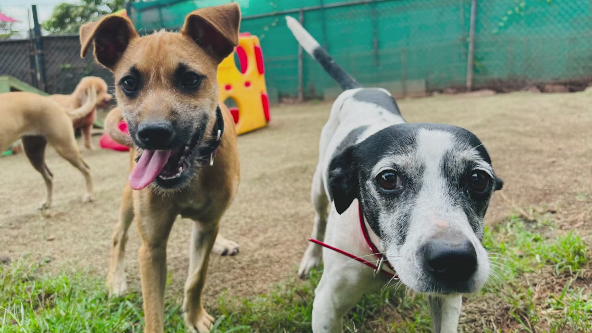 How to Celebrate The Fur-Angel Foundation is Celebrating its Ten Year ...