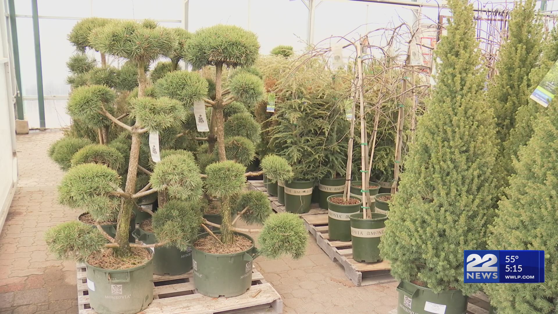 Free trees and shrubs for West Springfield Eversource customers – WWLP