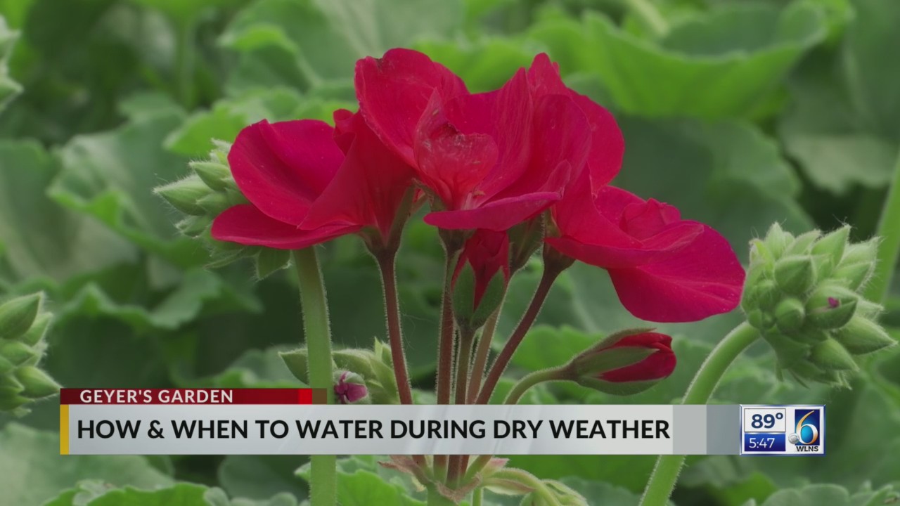 How and When to Water During Dry Weather – WLNS 6 News