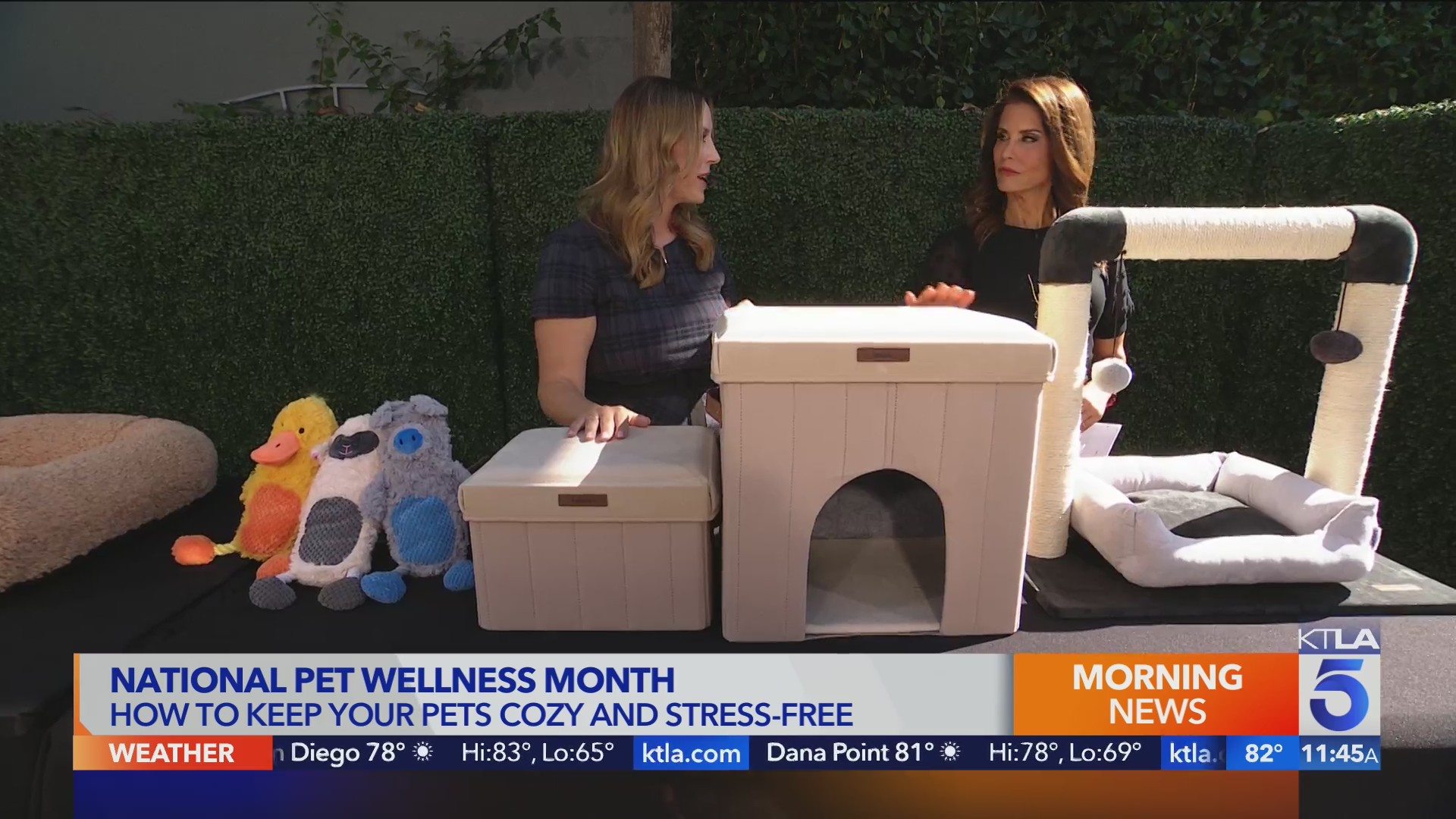 Spoil your pet with these products for National Pet Wellness Month – KTLA