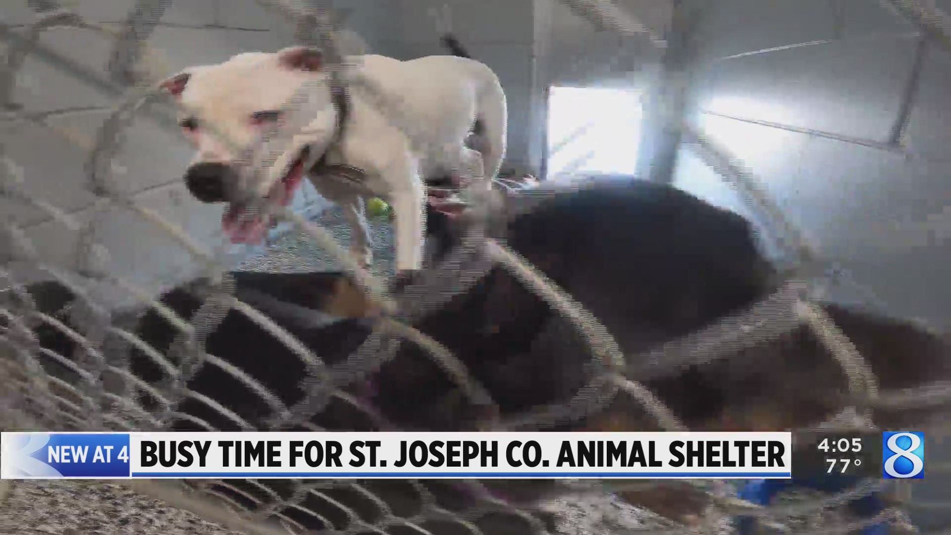 St. Joseph County shelter seeing more dogs than kennels – WOODTV.com