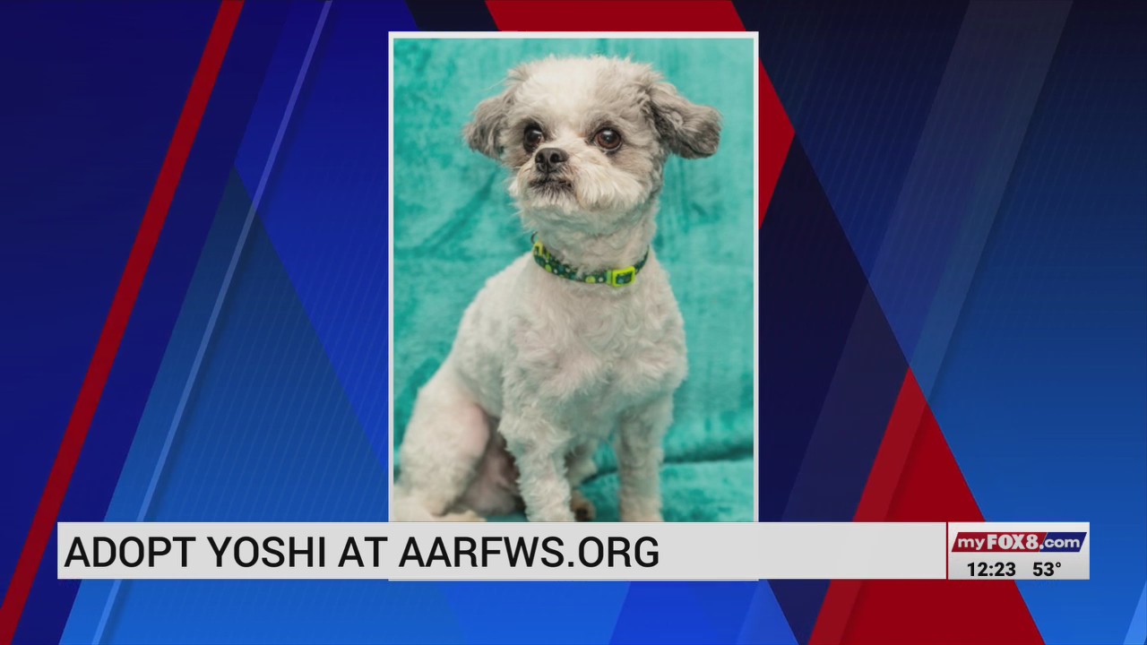 Yoshi is our Pet of the Week! – FOX8 WGHP