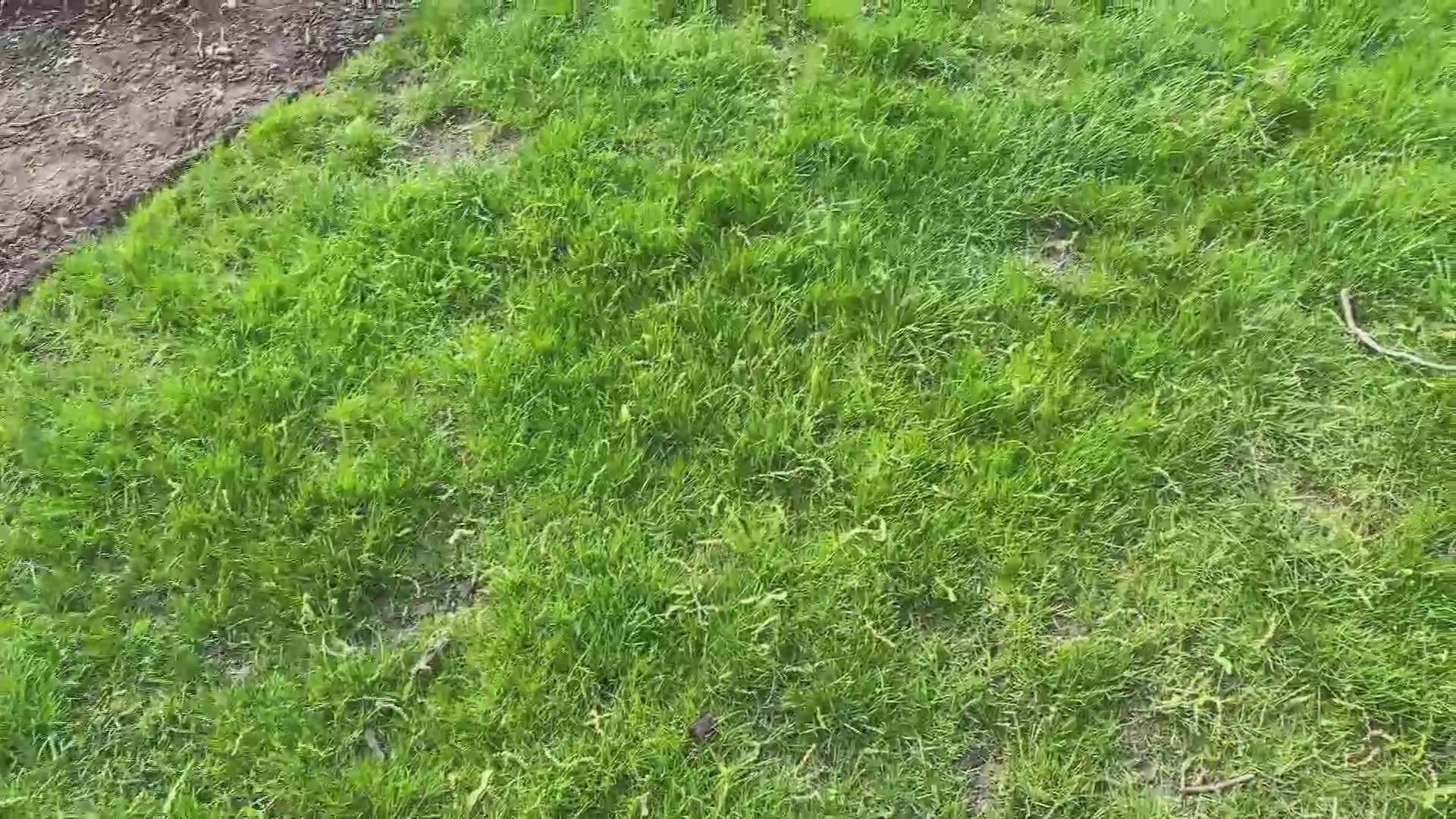 Mr. Fix It Lou Manfredini with tips on treating your grass – WGN-TV