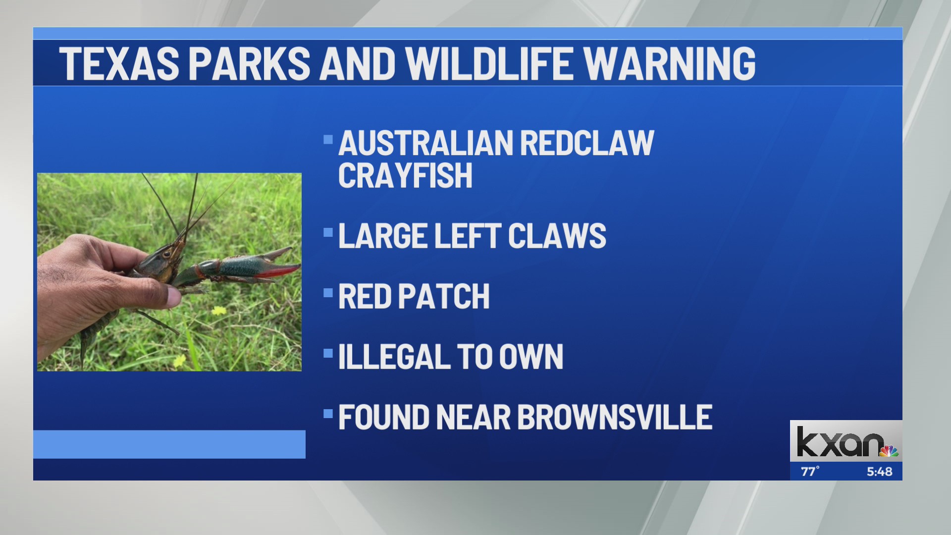 KXAN News Texas Parks and Wildlife warns of invasive crayfish from down ...