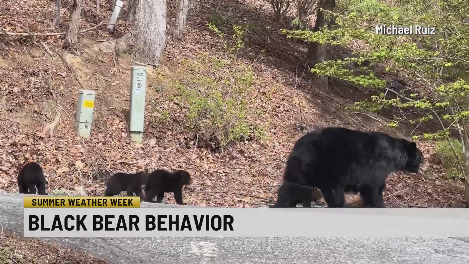 Summer Weather Week: Black bear behavior – WSPA 7NEWS