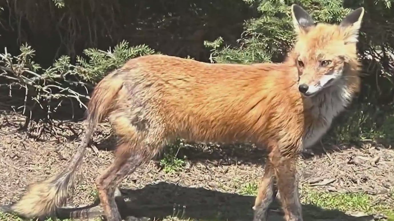 Brighton fox tests positive for rabies after biting 6 people ...