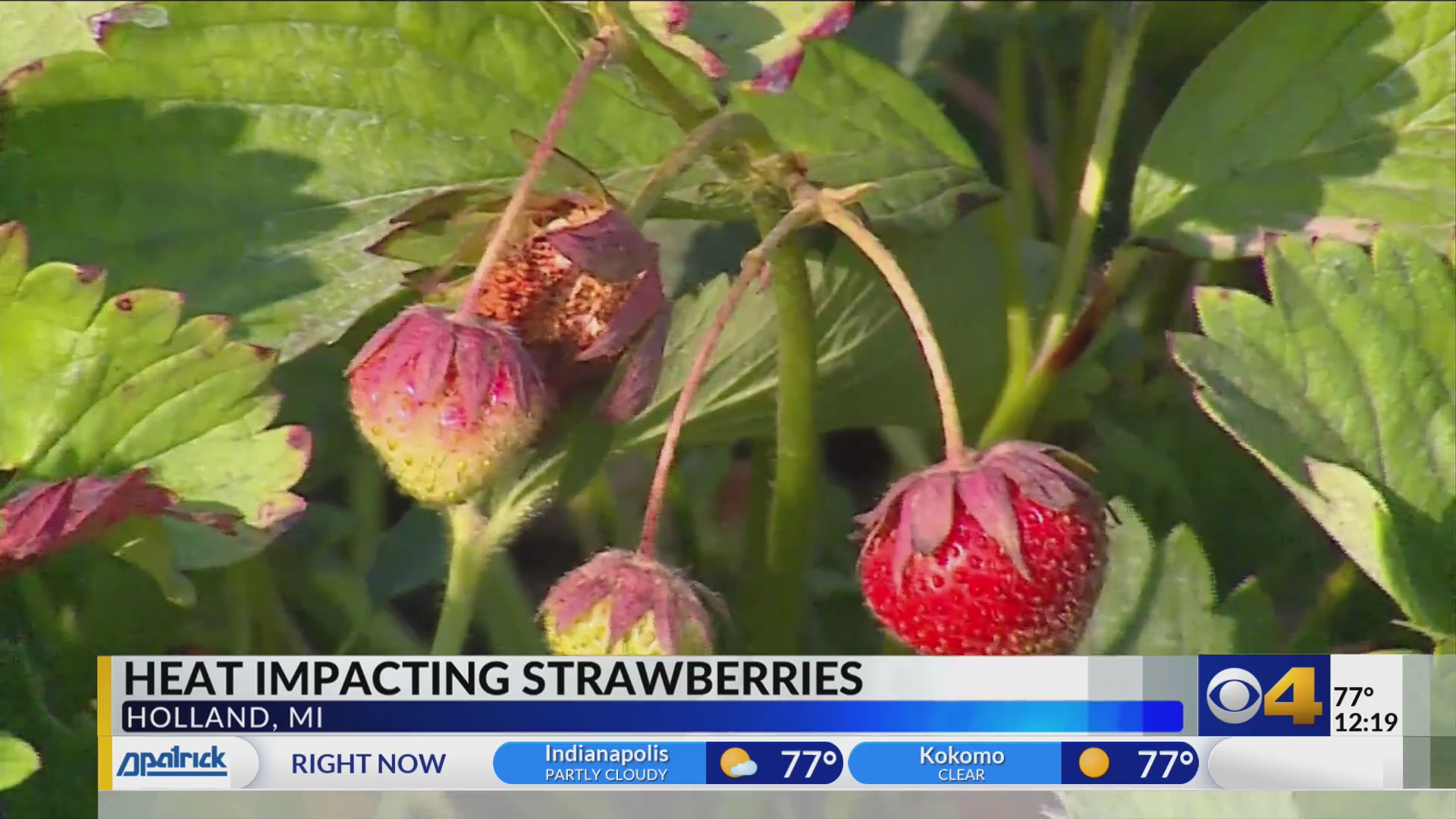 Heat, drought shorten strawberry season – WTTV CBS4Indy