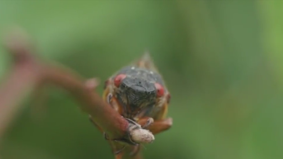 2 large broods of cicadas to emerge across these states this summer – PIX11