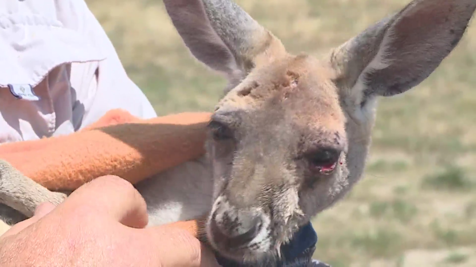 Roaming kangaroo injured after being hit on Kansas City-area interstate ...