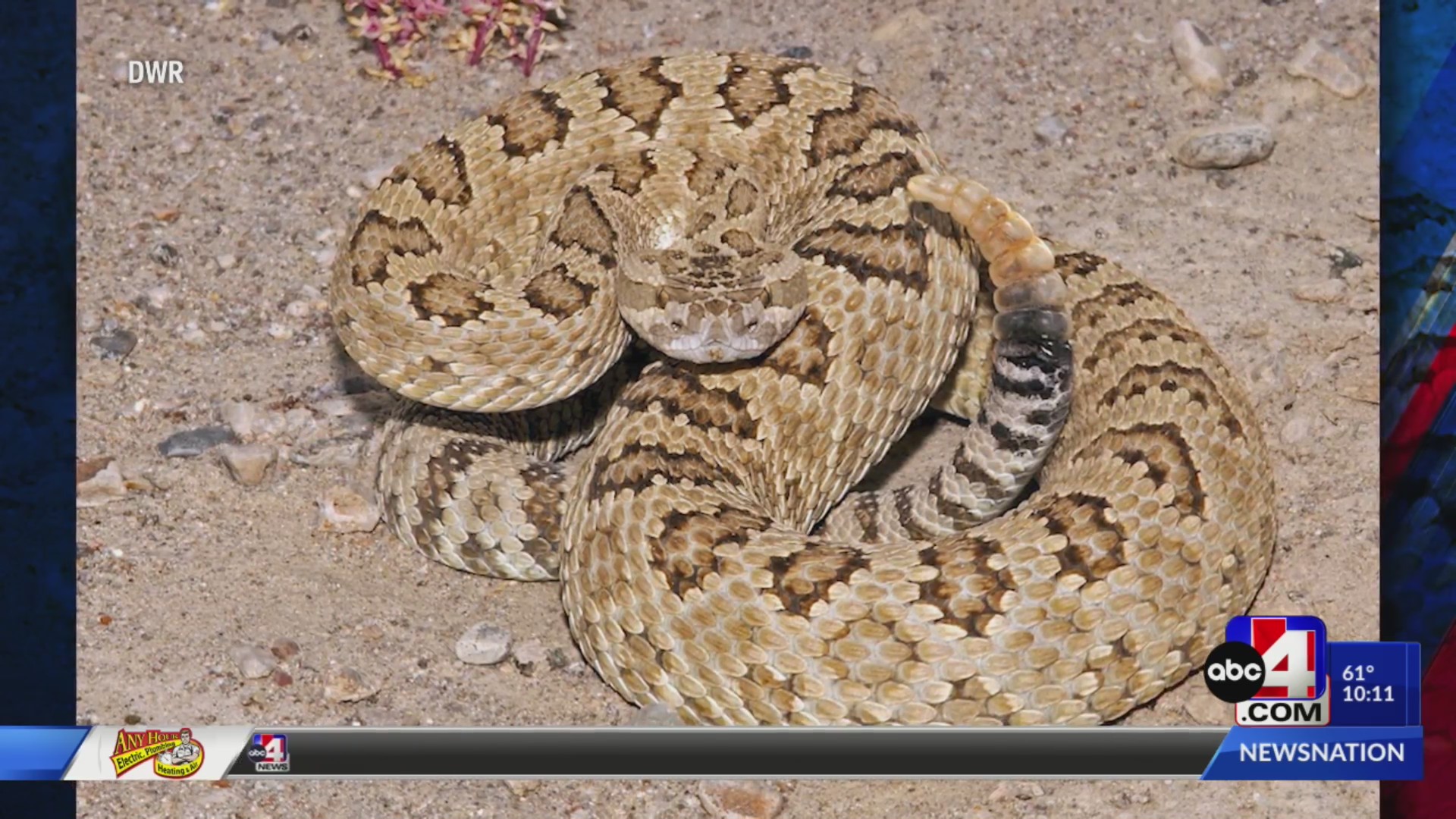 DWR warns Utahns about rattlesnakes – ABC4 Utah