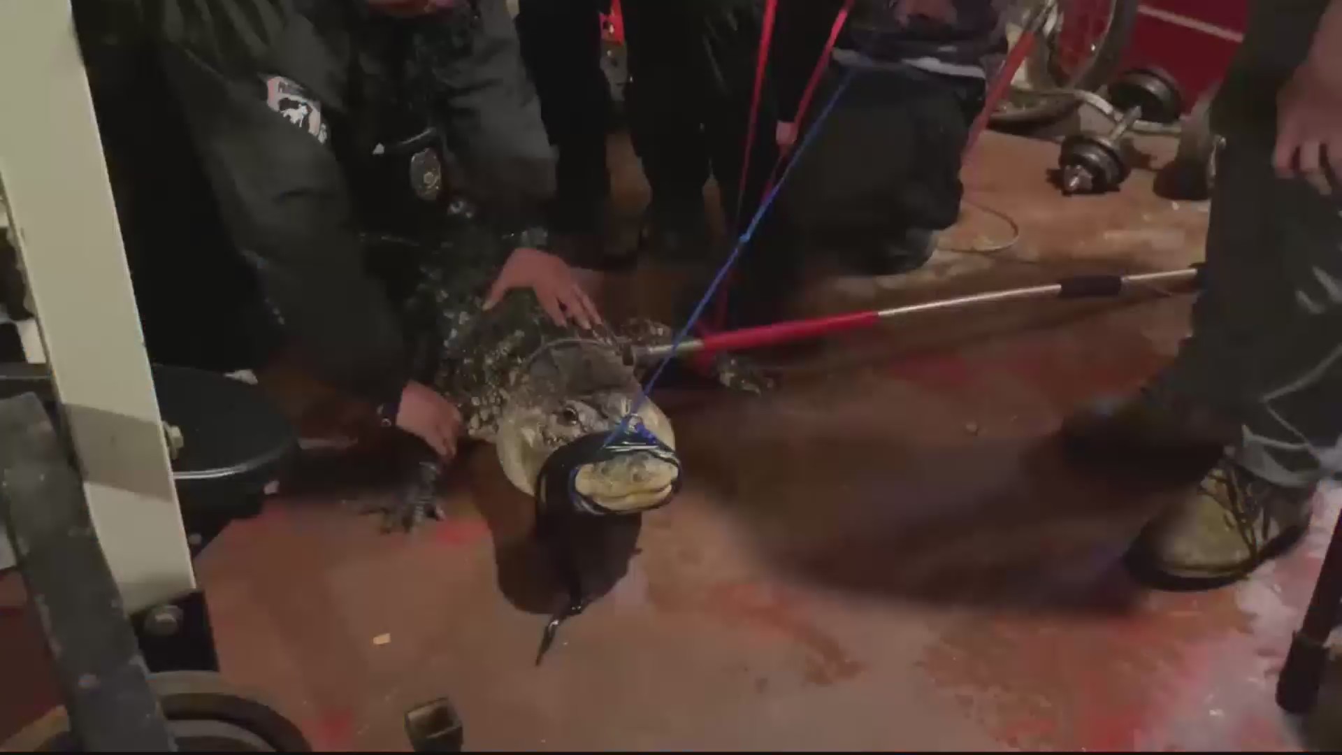 8 foot Alligator rescued from Philly home – WJET/WFXP/YourErie.com