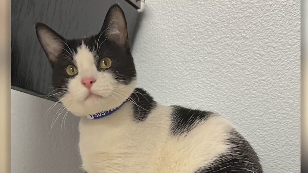 Second Chance Pet: Rorschach (Rori) – KOIN.com