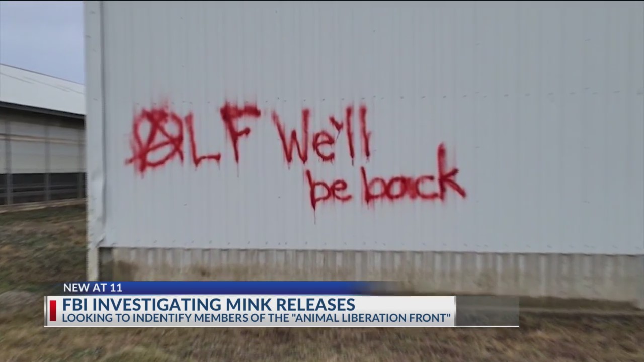 FBI continues investigation into release of 10,000 minks from Ohio farm ...