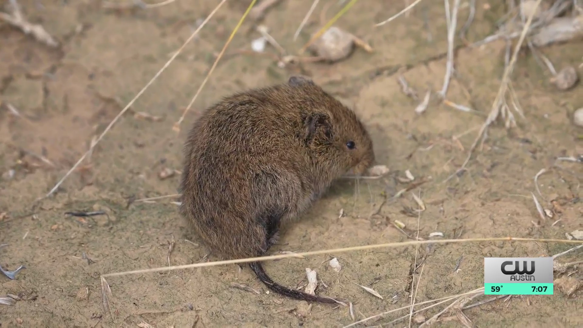 Romance lessons from the vole; a tiny rodent obsessed with monogamy ...