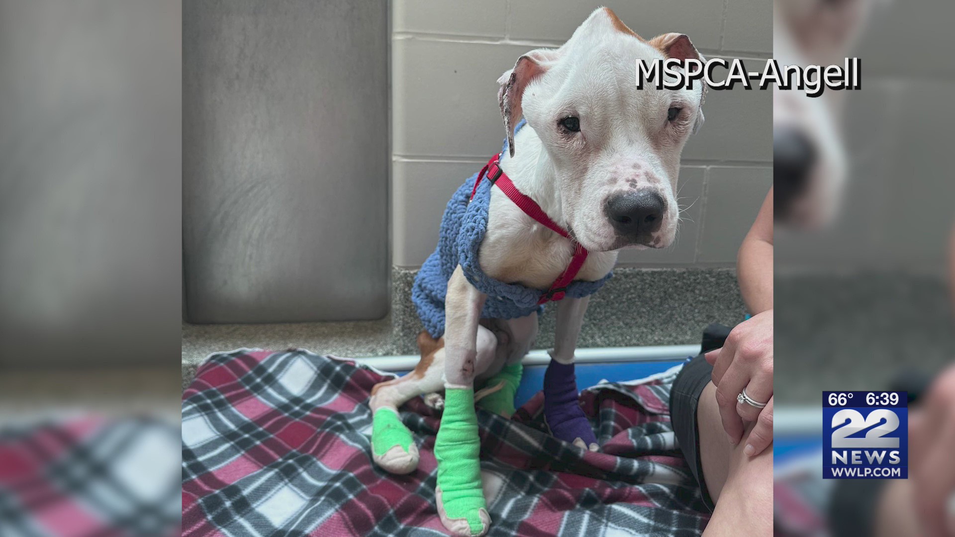 “Worst case of intentional starvation,” dog nursed back to health after ...