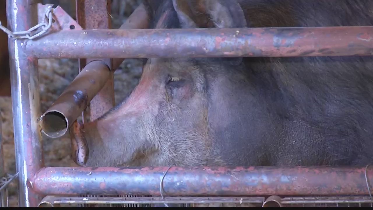 Mariaville Farm continues post-fire recovery – NEWS10 ABC
