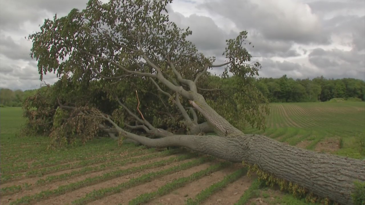 ‘I know that tree’: Iconic American Elm tree chopped down, stumping ...