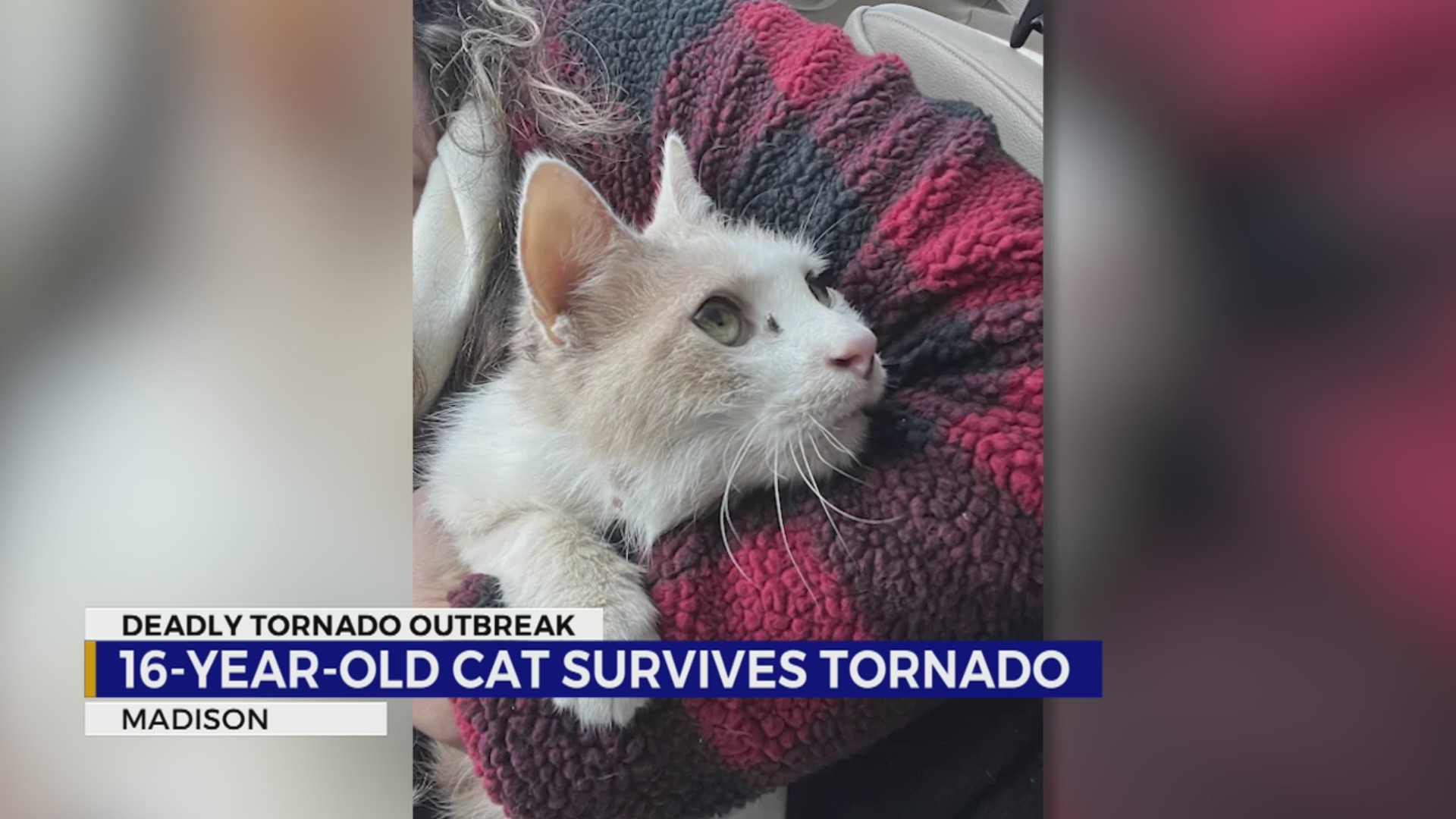 16-year-old cat survives Madison tornado – who13.com