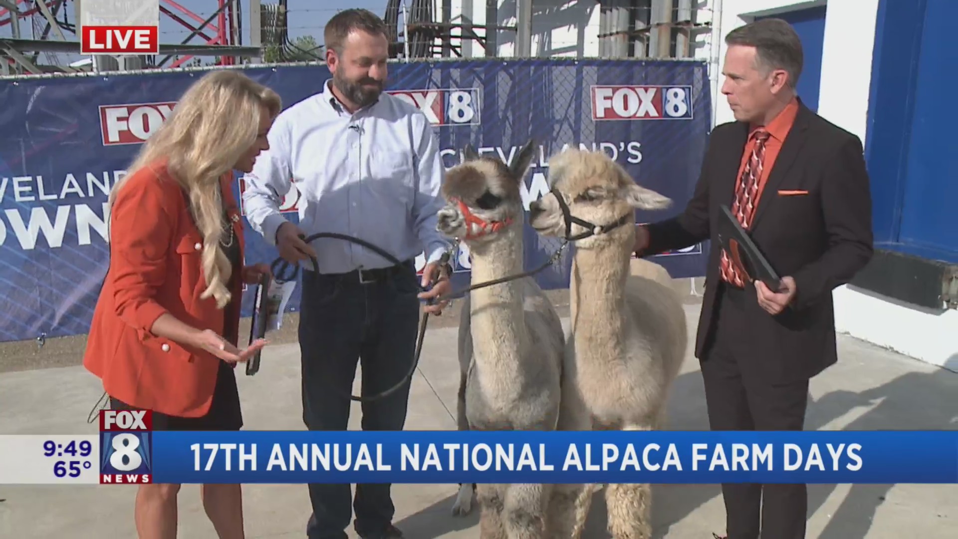 Spend the day with 42 friendly Alpacas at Pure Passions Farm in Kent ...