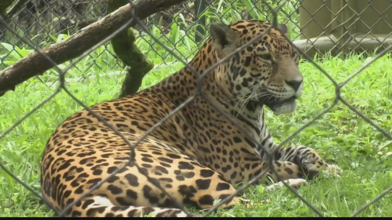 Mesker Park Zoo announces death of male jaguar – Eyewitness News (WEHT ...
