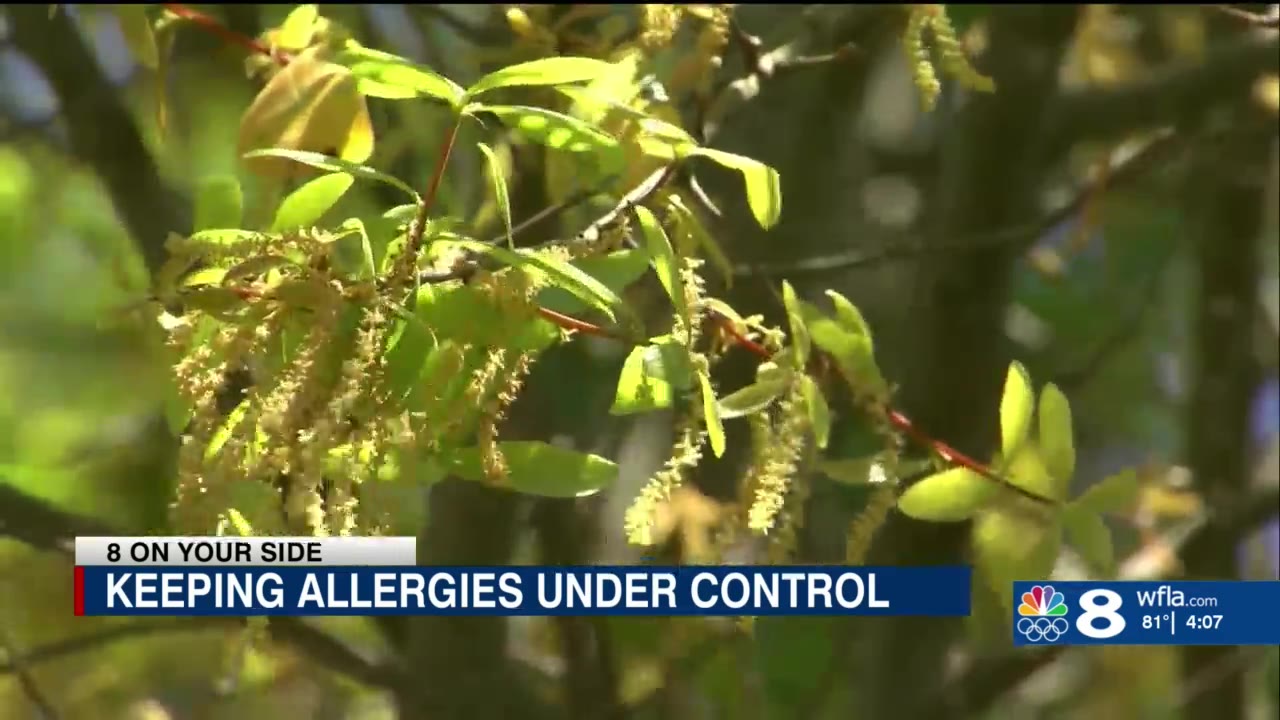 High pollen county exacerbates allergies in Tampa – WFLA