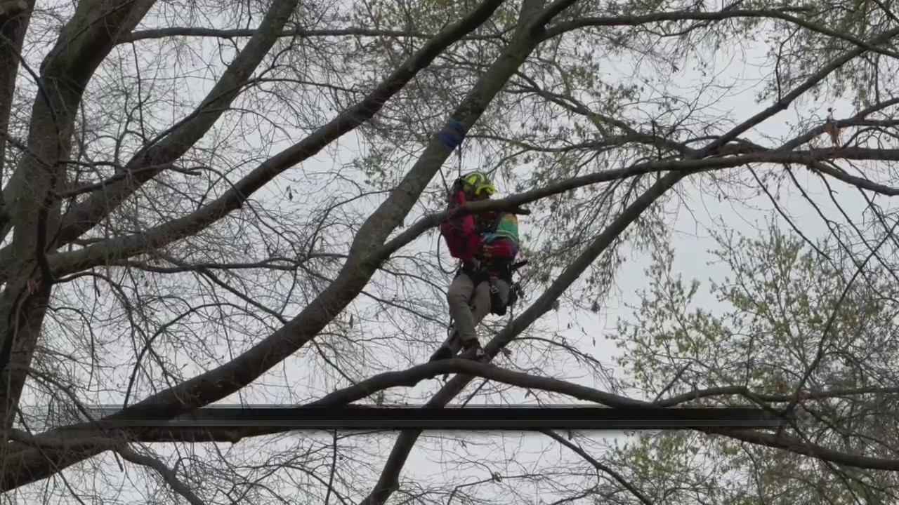 Weekend tree climbing competition hits Little Rock – KLRT – FOX16.com
