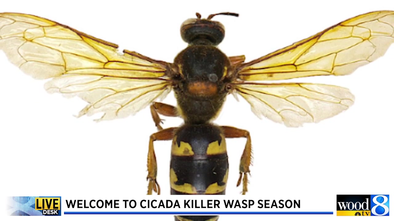 What to know now that we are in cicada killer wasp season – WOODTV.com