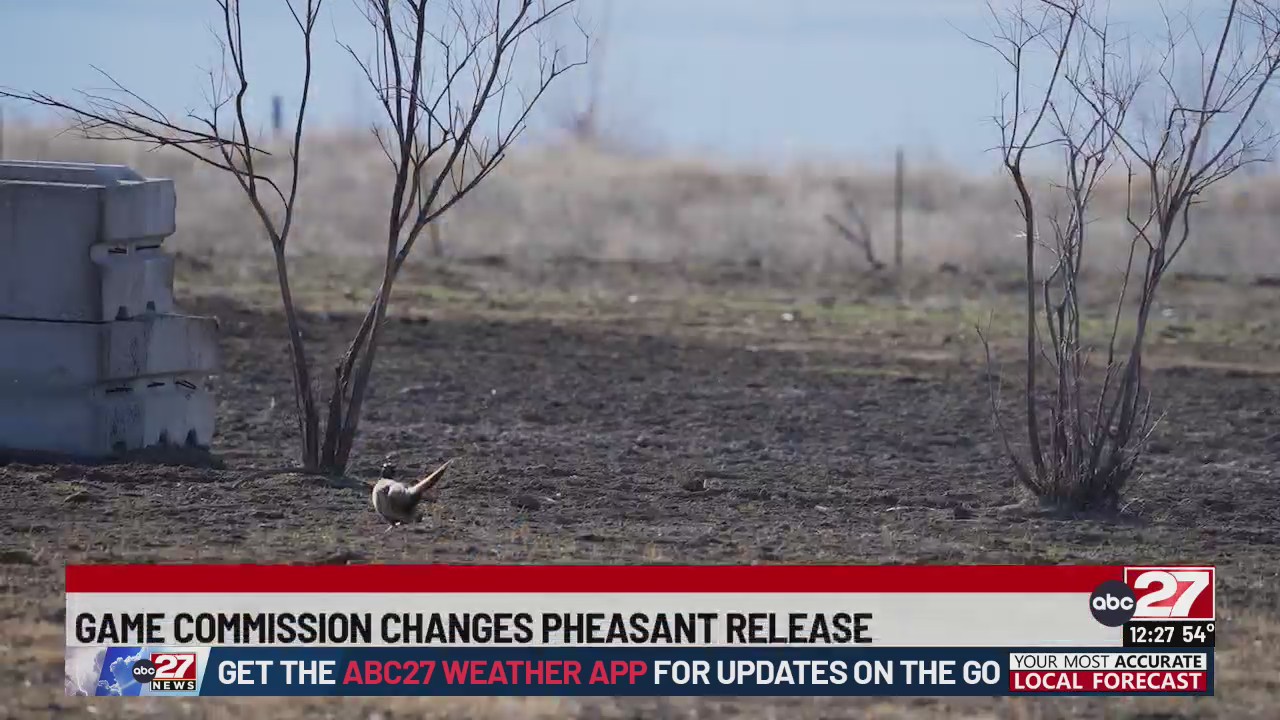 Pennsylvania Game Commission to release fewer pheasants due to avian ...