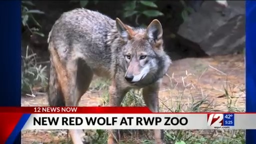 Endangered red wolf arrives at Roger Williams Park Zoo – WPRI.com