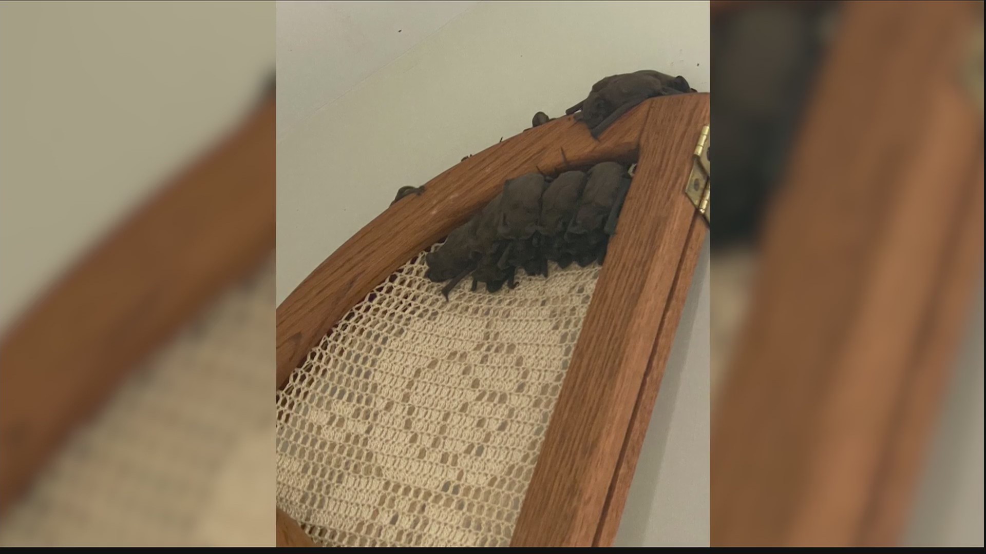 Savannah family dealing with bat-infested home – WFLA