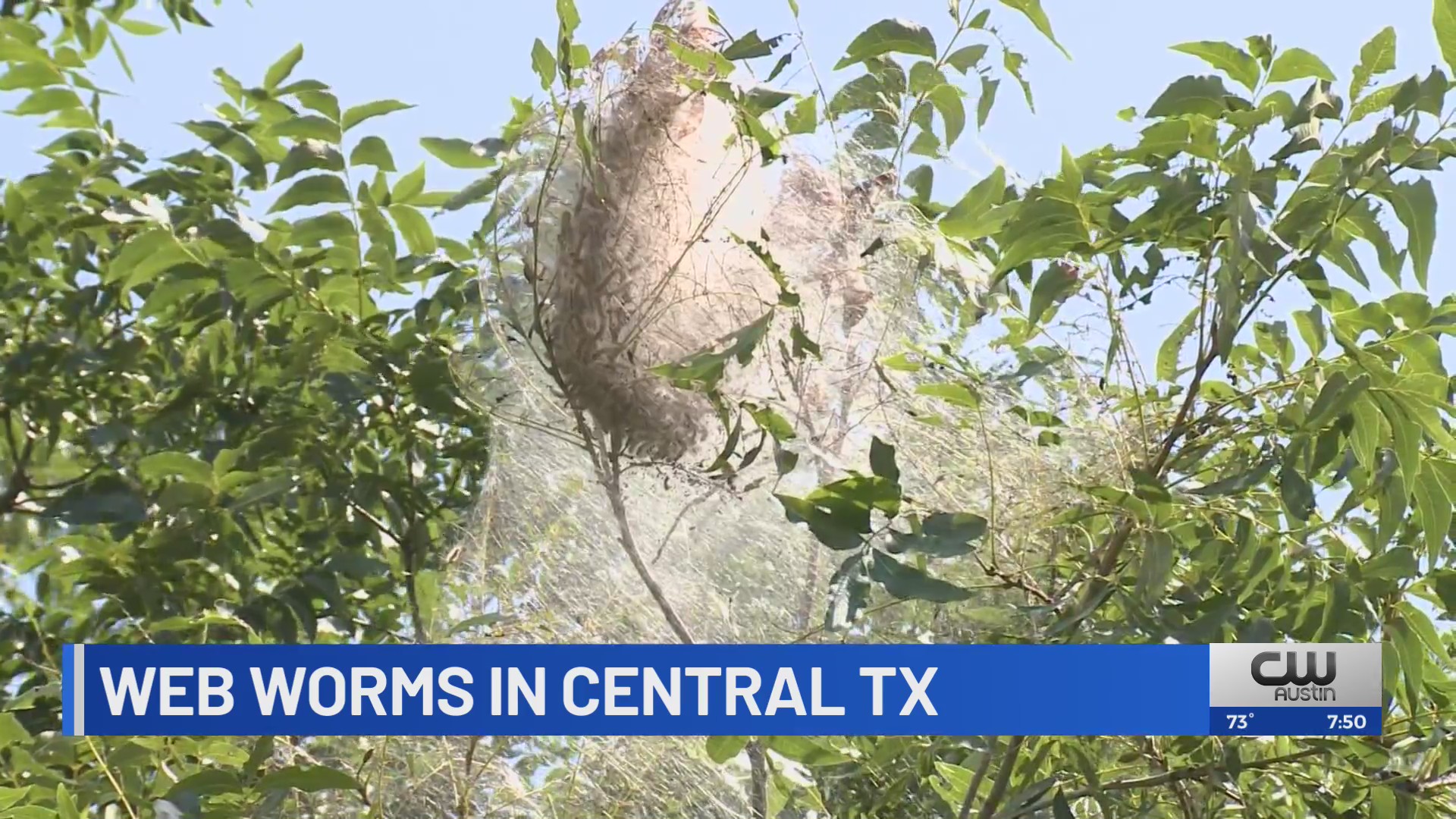 Web Worms in Central Texas – KXAN Austin