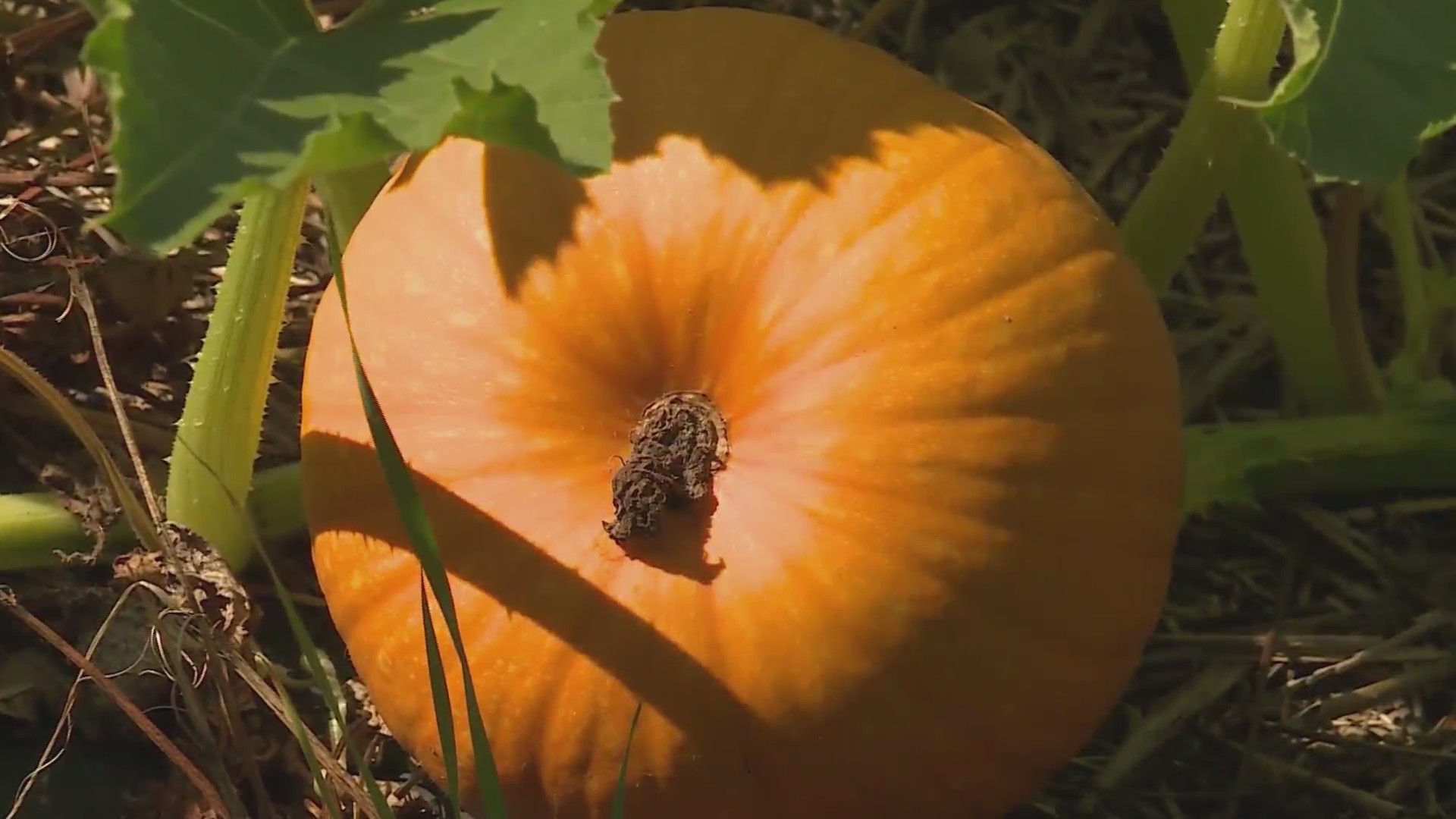 Pumpkins coming out on top after summer extreme weather – FOX 2