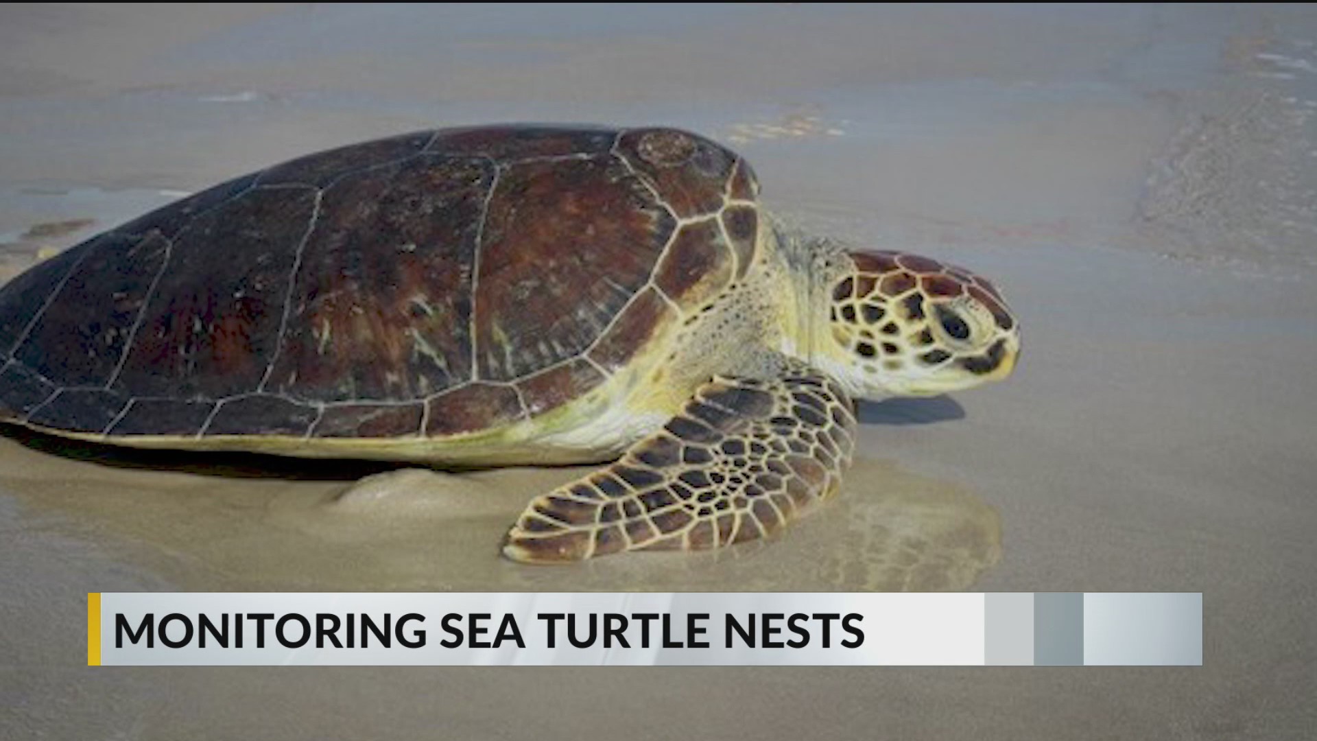Growing The Gulf Coast – Sea Turtles – WKRG News 5