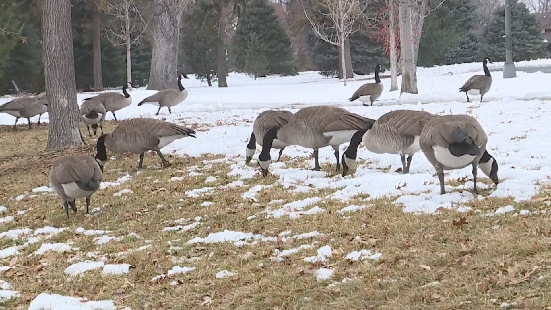 Uptick in dead geese in Denver area linked to avian flu – FOX31 Denver